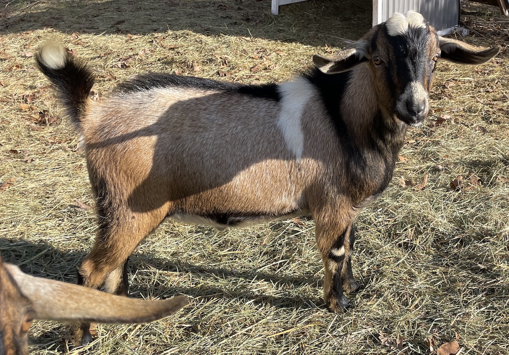 Mini Nubian Bucks - R Corner Ranch